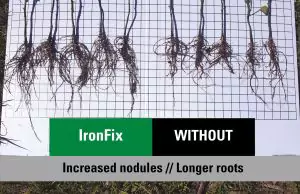 Protect your Soybeans from IDC with IronFix
